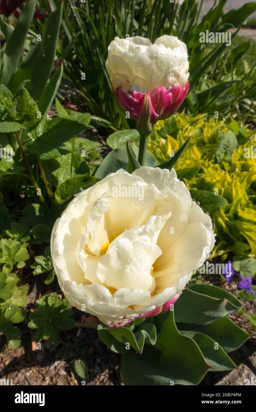 The unusual bloom of an Ice Cream Tulip featuring a double cream ...