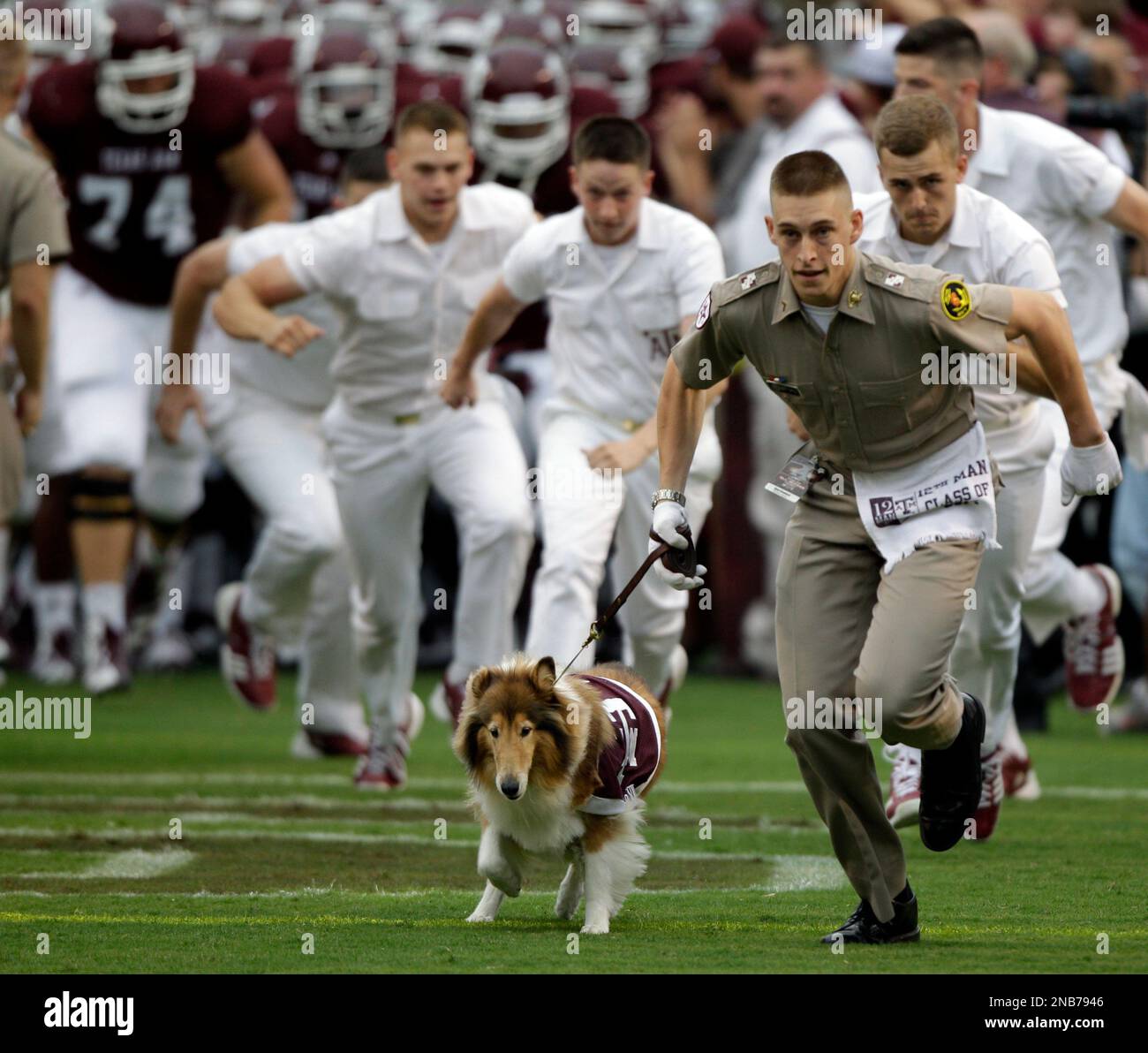 Texas A&M mascot Reveille leads the team onto the field for an NCAA ...