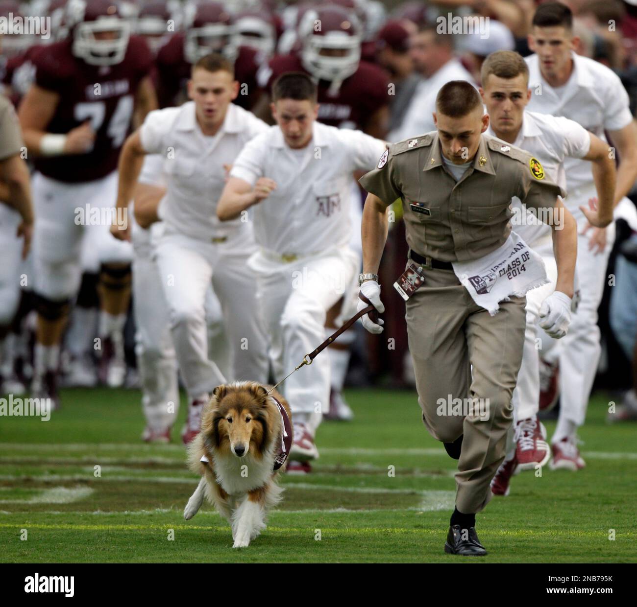 Texas A&M mascot Reveille leads the team onto the field for an NCAA ...