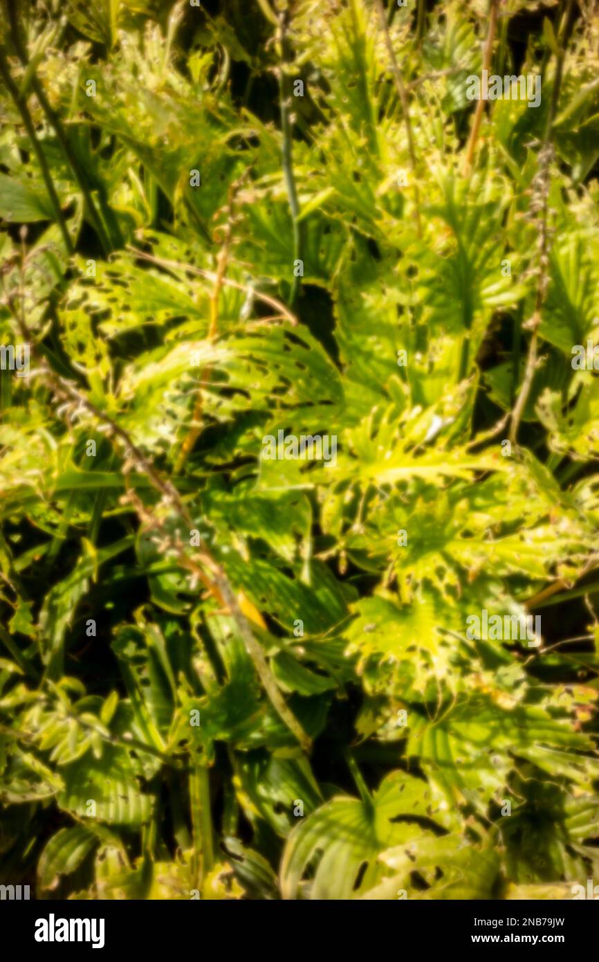 Close-up natural patterns caused by slug damage to Hosta leaves in ...