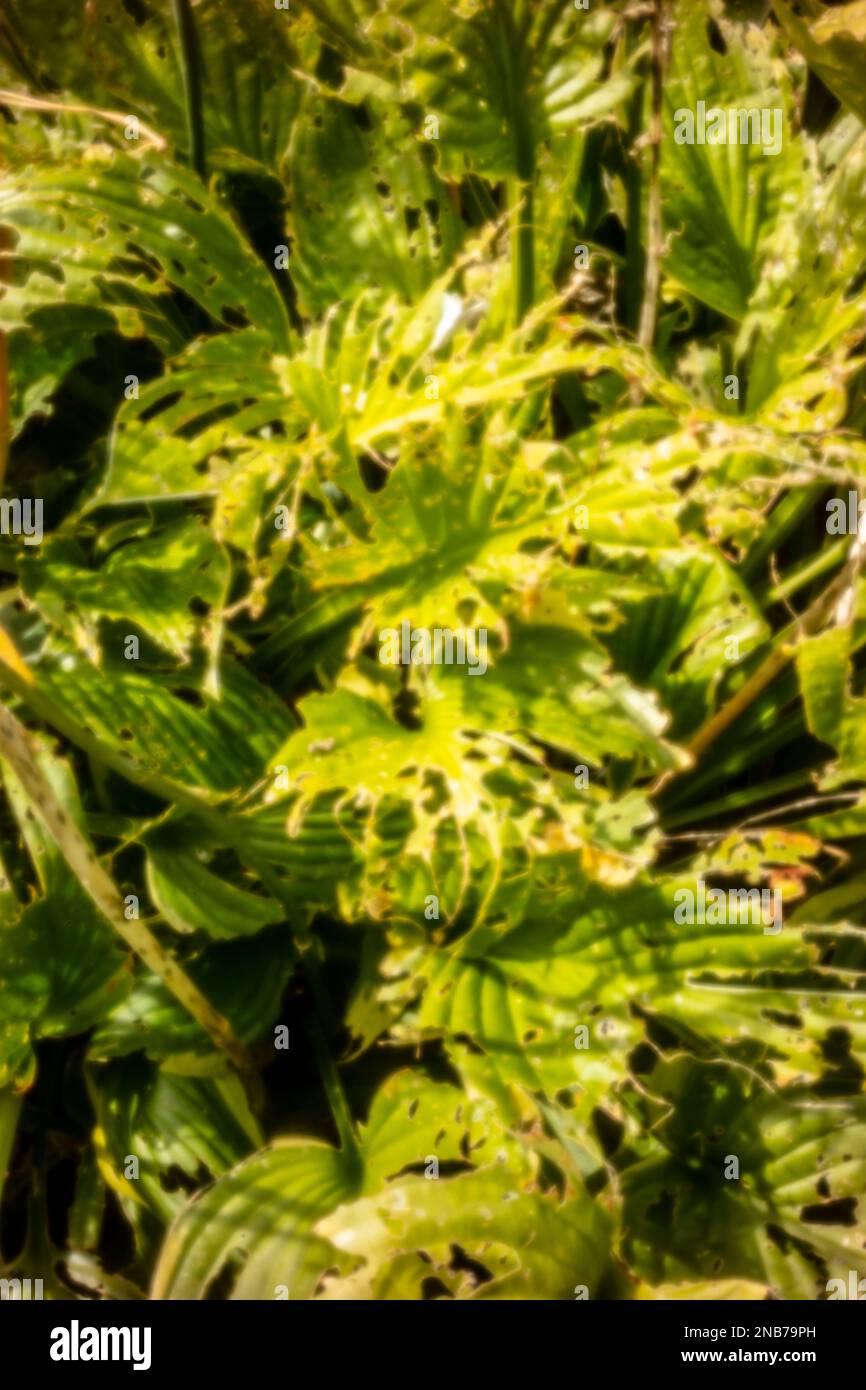 Close-up natural patterns caused by slug damage to Hosta leaves in ...