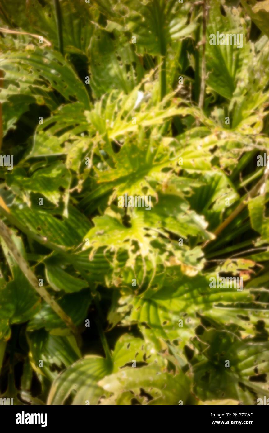 Close-up natural patterns caused by slug damage to Hosta leaves in ...
