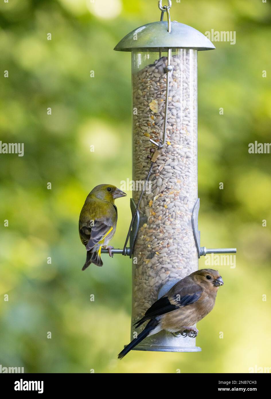 Juvenile Eurasian Bullfinch [ Pyrrhula pyrrhula ] and Greenfinch [ Chloris chloris ] on garden ...