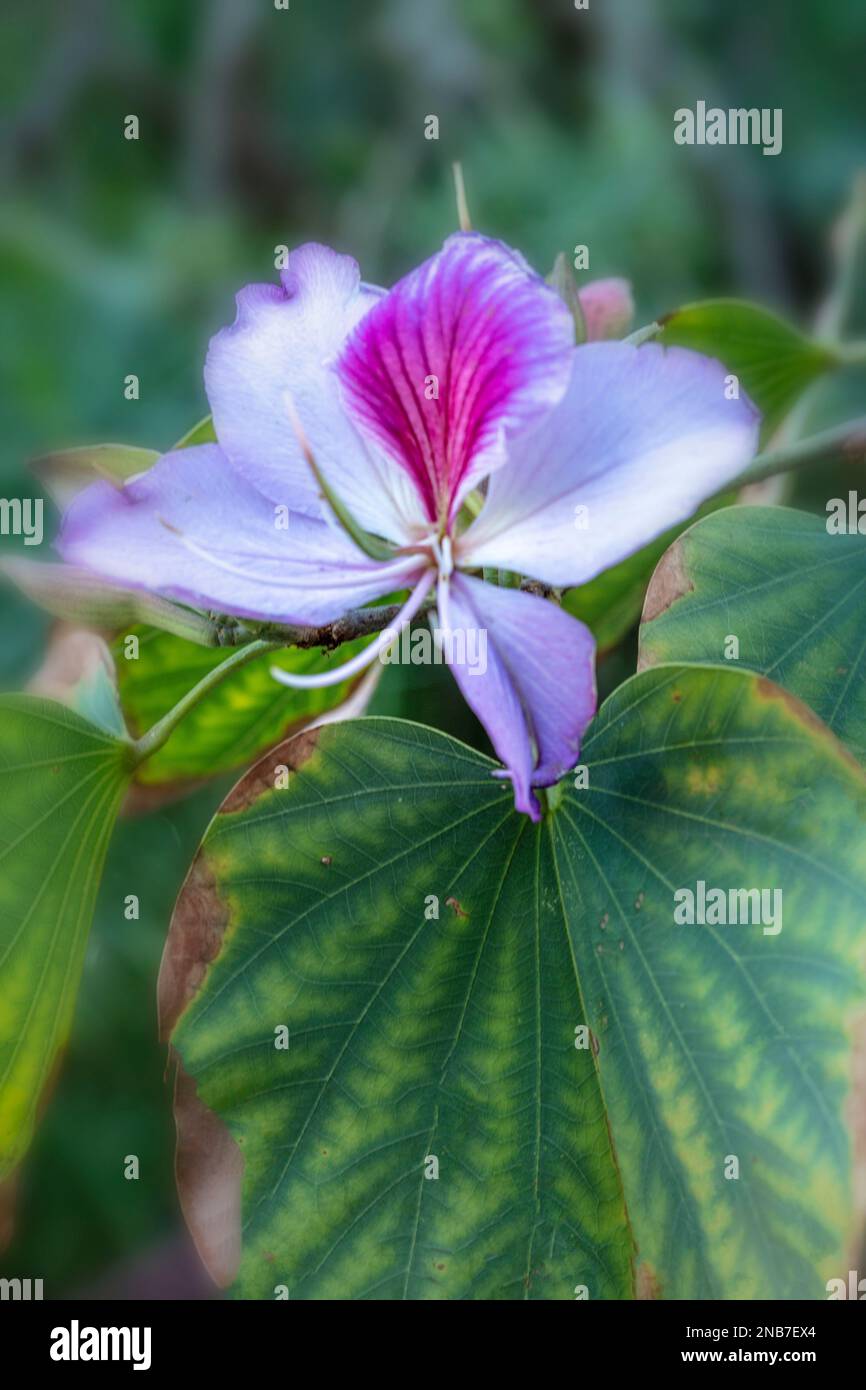 Koiralo ko phool hi-res stock photography and images - Alamy