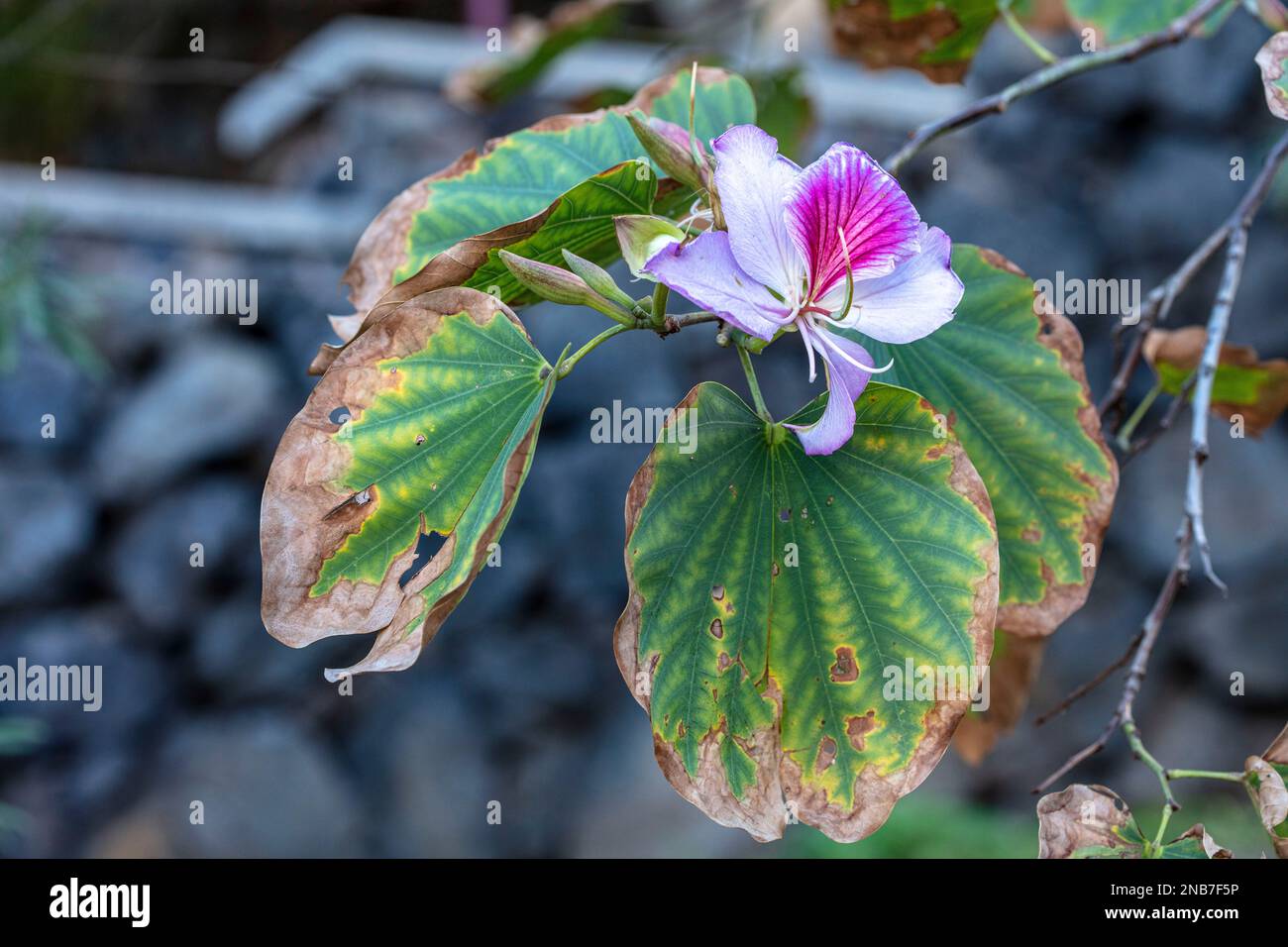 Koiralo ko phool hi-res stock photography and images - Alamy