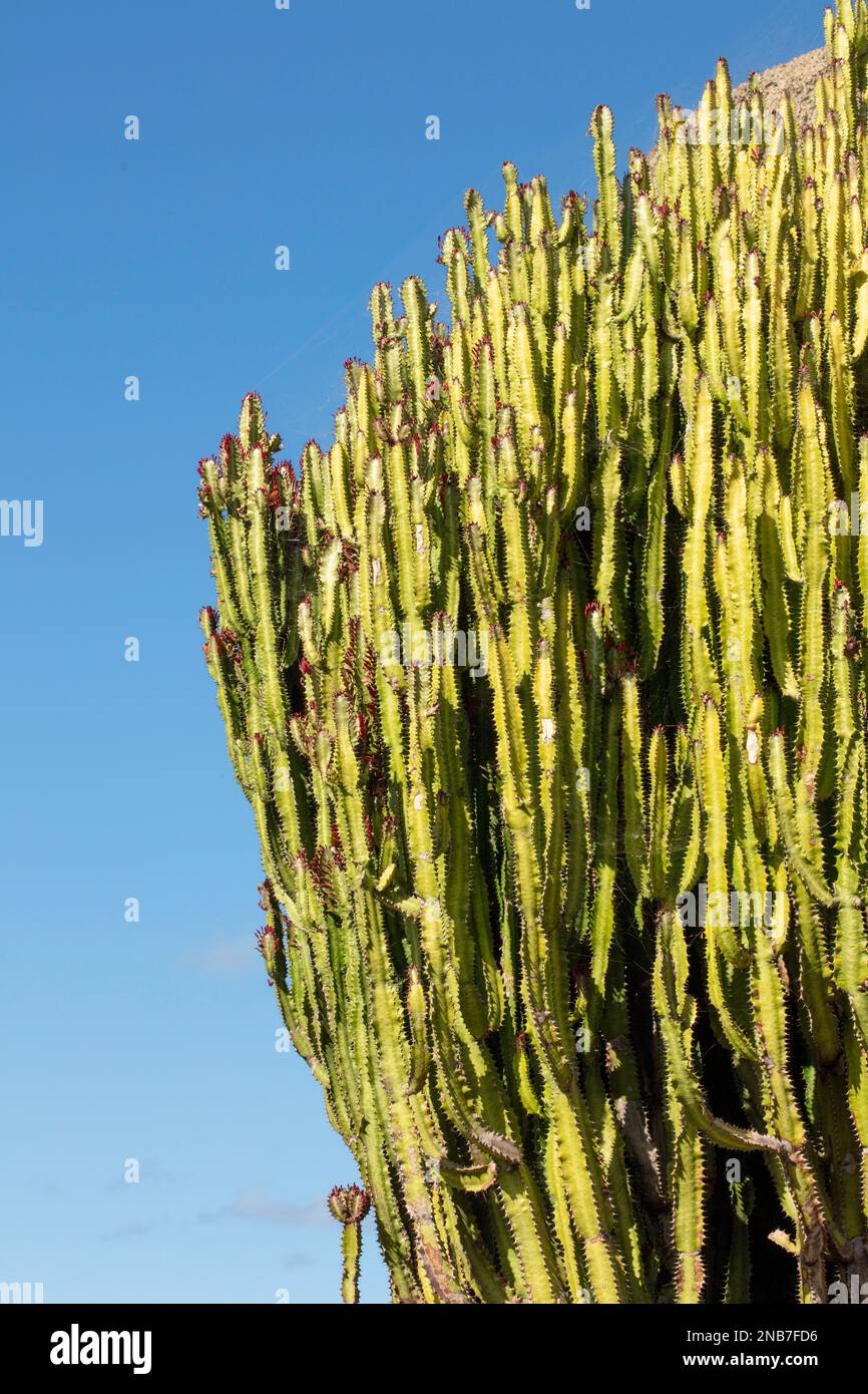 Dramatic natural plant portrait of Euphorbia Canariensis, Canary Island ...