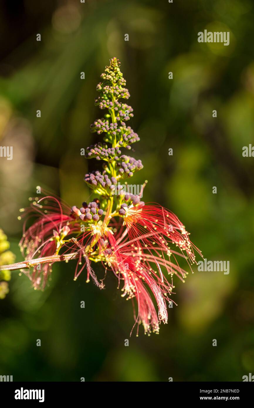 Natural environmental close up plant portrait of Calliandra Calothyrsus ...