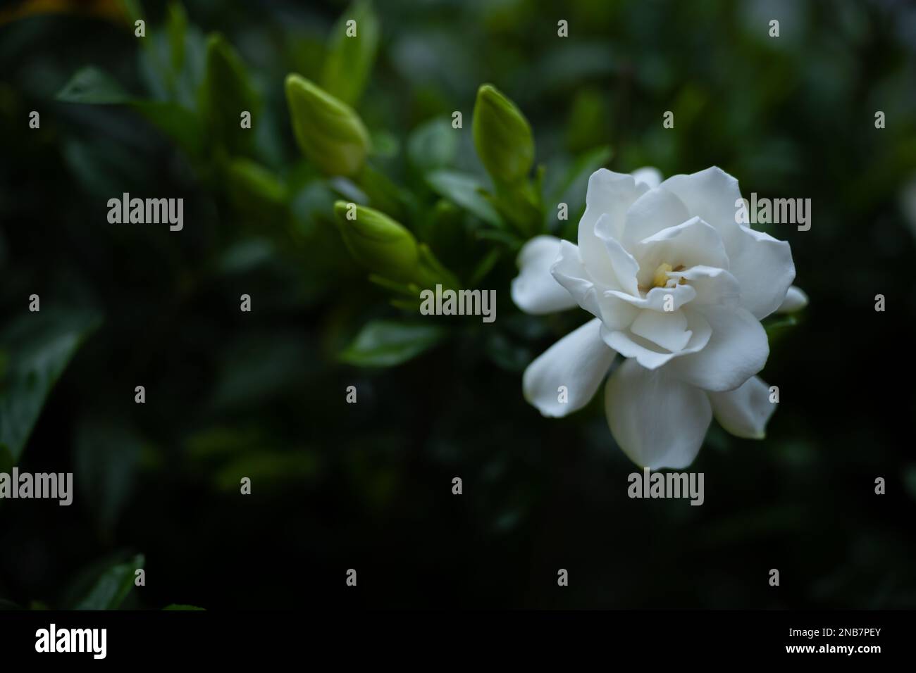 Single Gardenia Bloom At The End Of A Branch With More Buds Coming Out ...