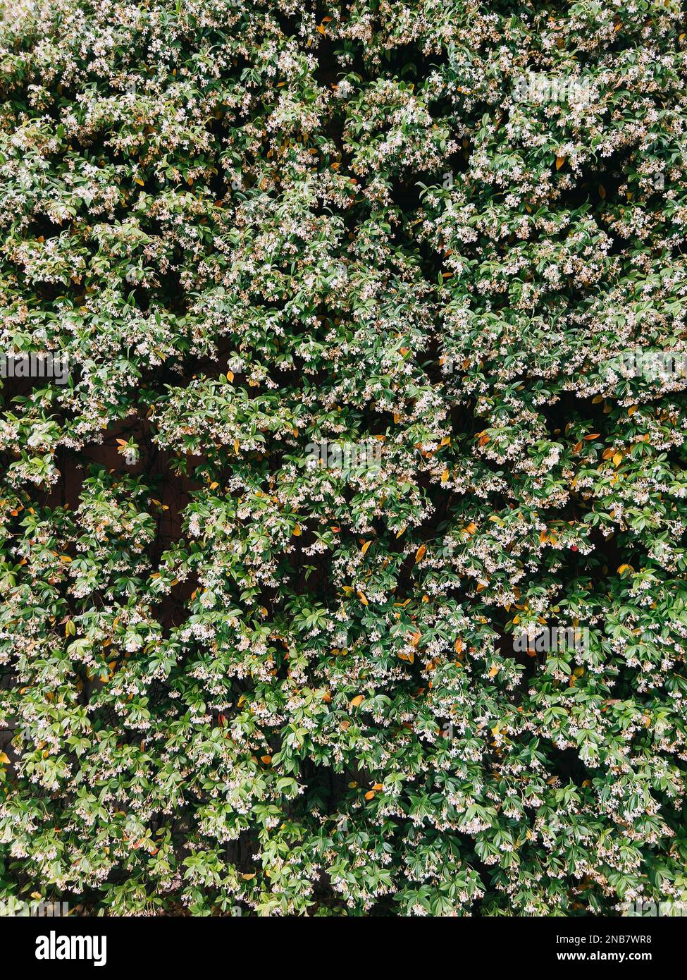 Sparse hedge hi-res stock photography and images - Alamy