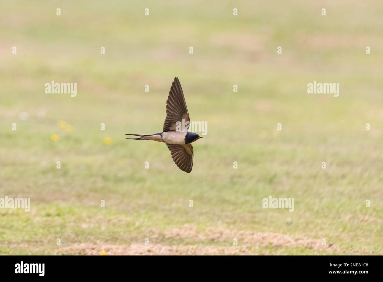 Swallow [ Hirundo rustica ] in flight over grass field Stock Photo - Alamy