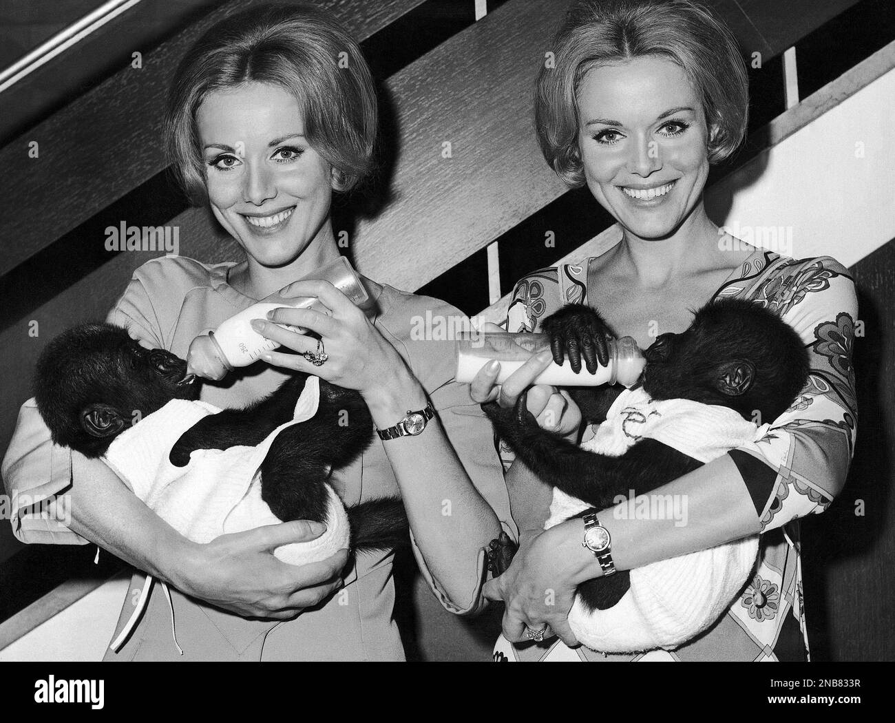 German twin dancers Alice and Ellen Kessler hold gorilla twin babies ...