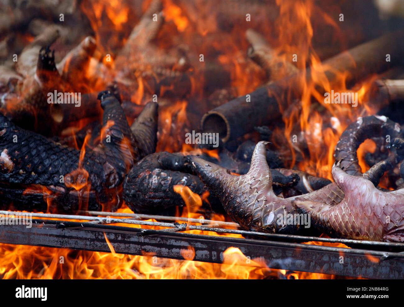 In this photo taken Thursday, Dec, 10, 2009, pangolins confiscated by ...