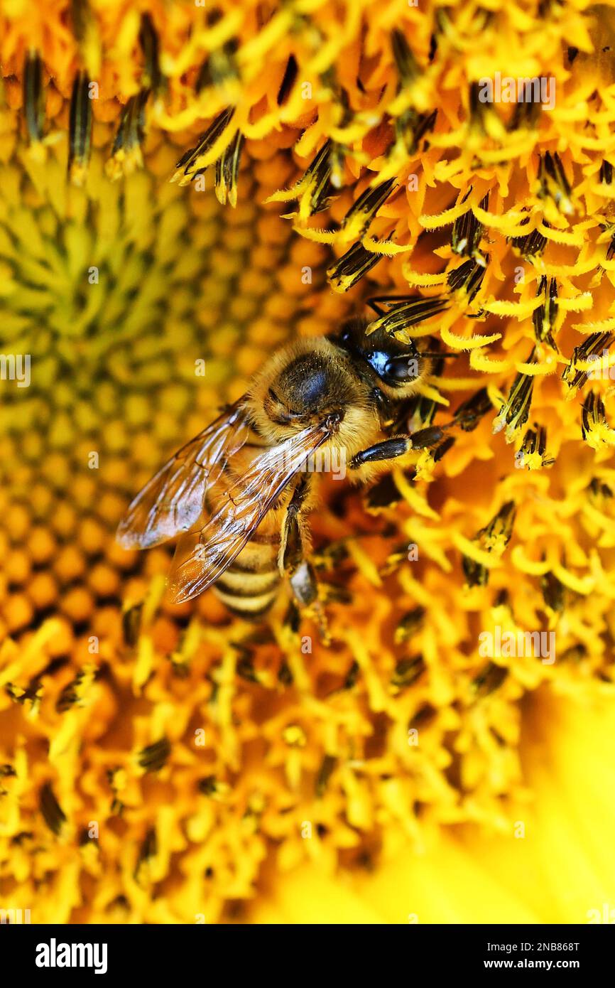 Bee in the sun Stock Photo - Alamy