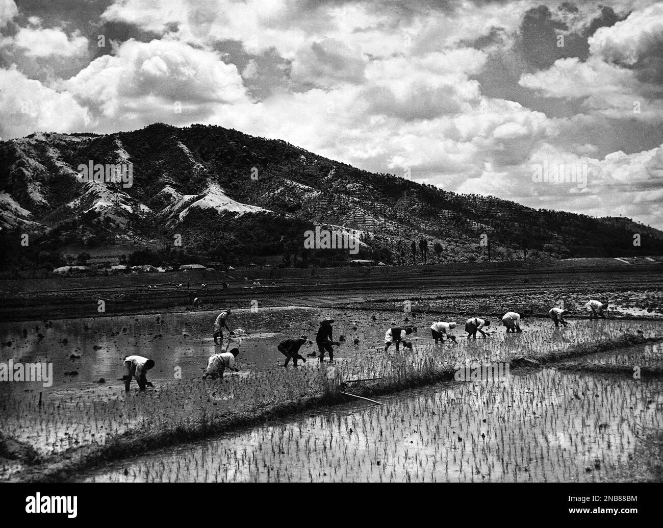 The rice-planting season in Korea on Nov. 24, 1947, has started, with a ...
