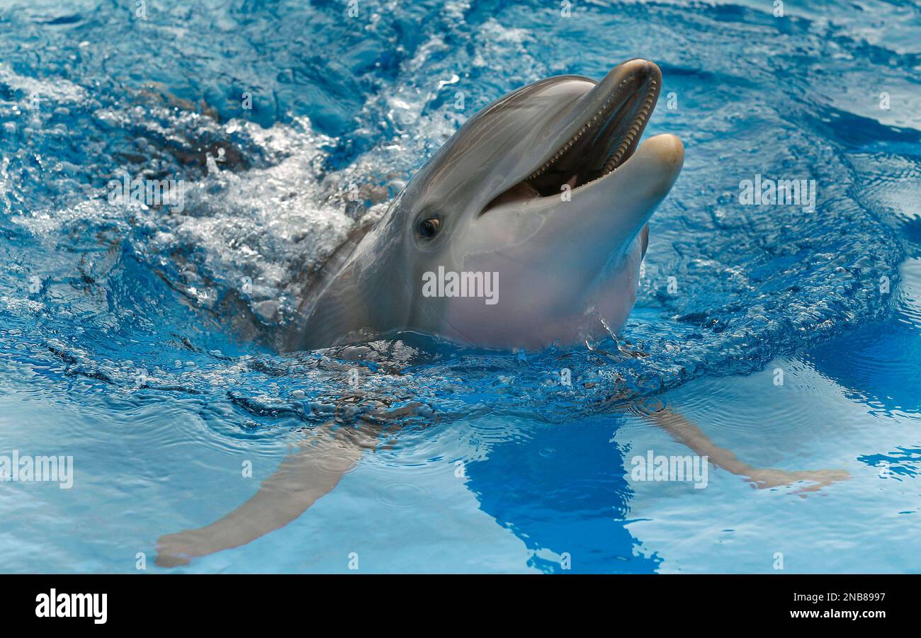 In this Aug 31 photo, Winter the dolphin swims in a tank in Clearwater ...