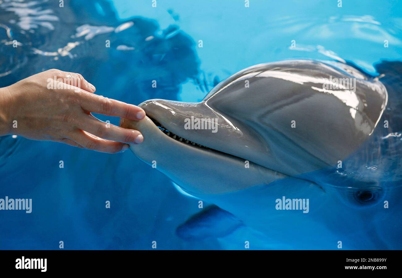 In this Aug. 31, photo, Clearwater Marine Aquarium trainer Cindy Farber ...