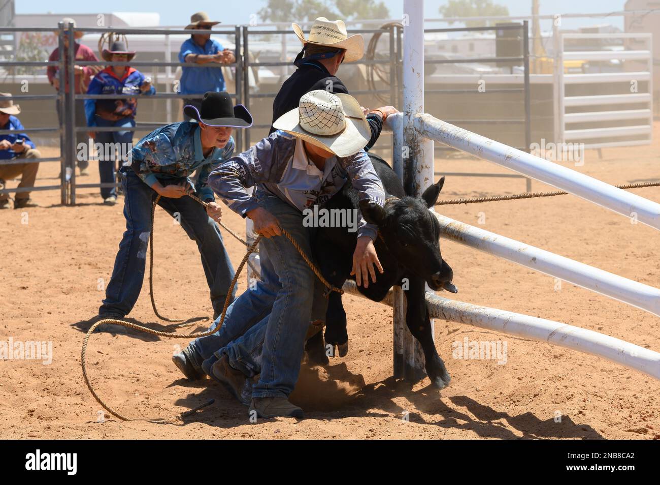 Bronco branding is a timed event where a catcher ropes a calf in a mob ...