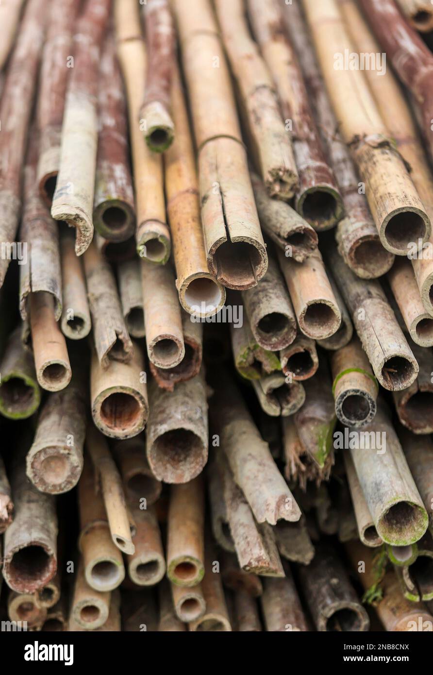 Bamboo pile for various use out door Stock Photo - Alamy