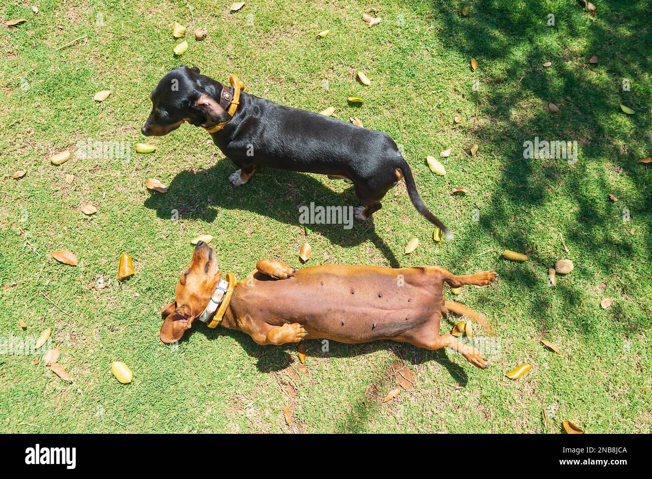 Two Dachshunds sunbathing in a garden Stock Photo - Alamy
