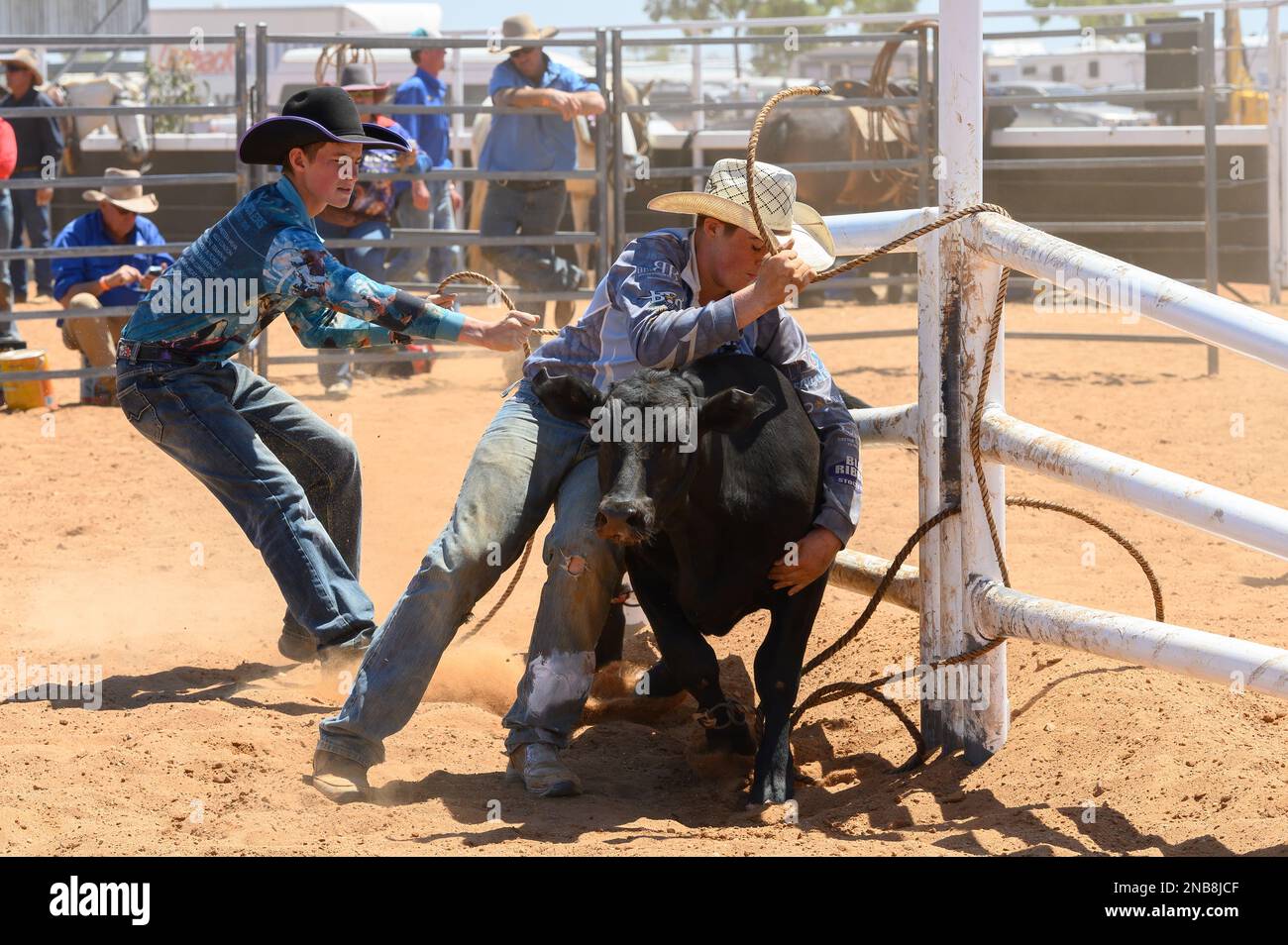 Bronco branding is a timed event where a catcher ropes a calf in a mob ...