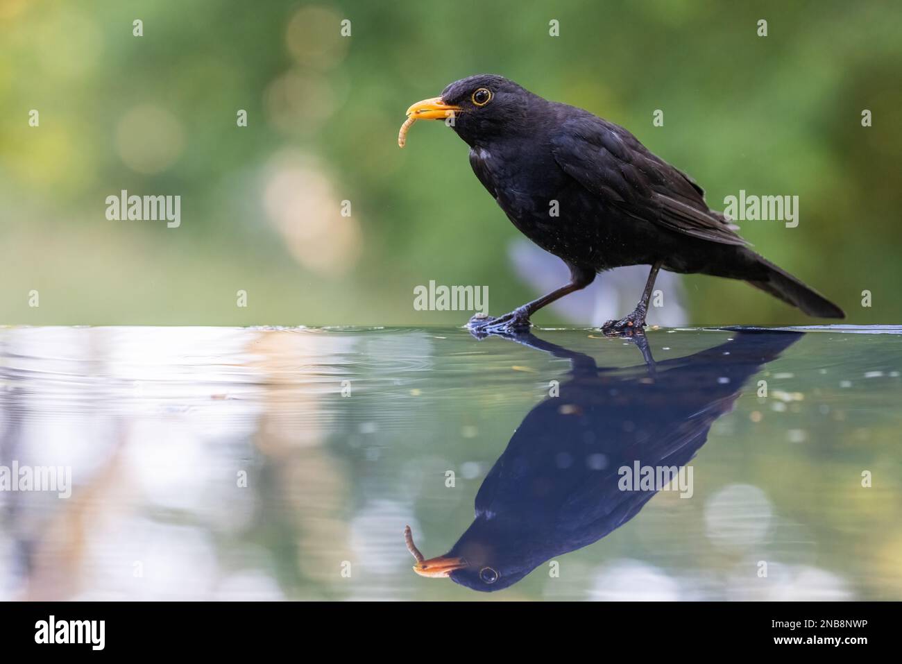 Blackbird [ Turdud merula ] Male bird on edge of reflection poolwith ...