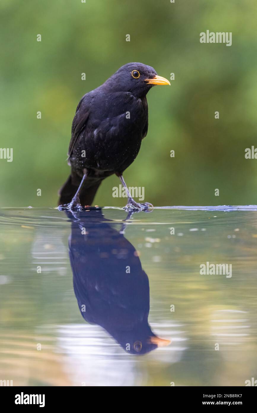 Blackbird [ Turdud merula ] Male bird on edge of reflection pool Stock ...