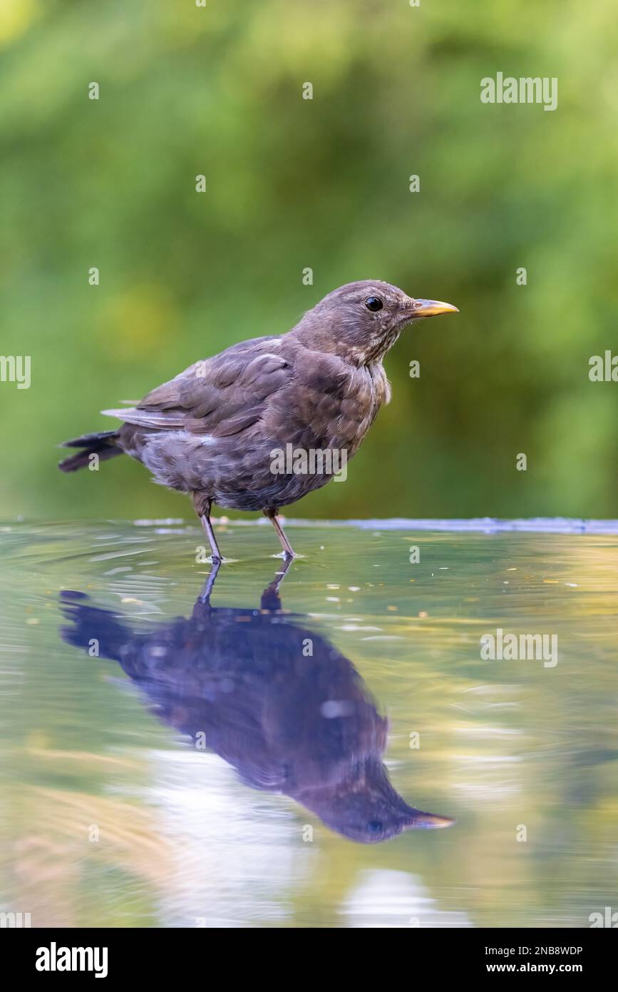 Blackbird [ Turdud merula ] Female bird on edge of reflection pool ...