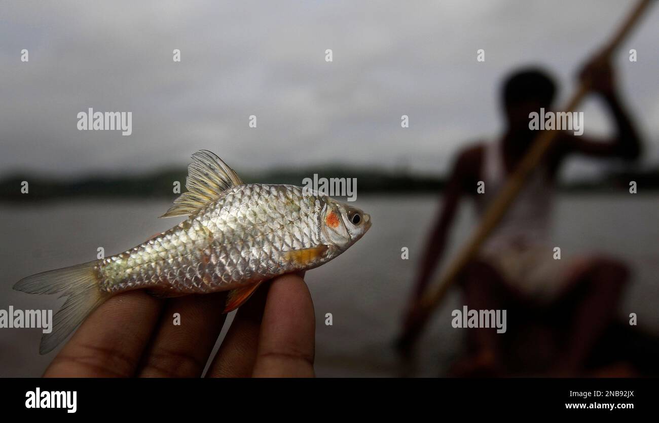 A fisherman displays a small fish caught in the River Brahmaputra in ...