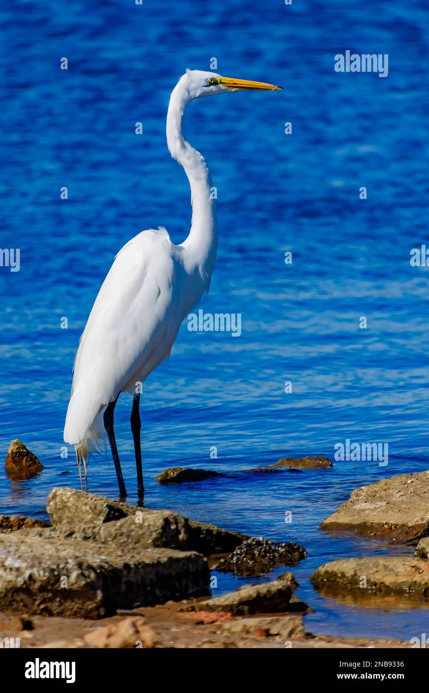 Alabama gulf coast great egret hi-res stock photography and images - Alamy