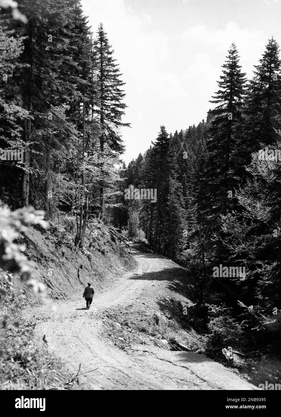 A rough native road winding its way through the great trees of the Bolu ...