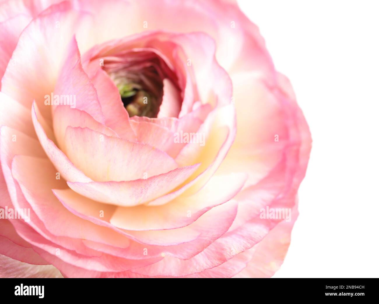 Beautiful fresh ranunculus flower on white background, closeup Stock ...