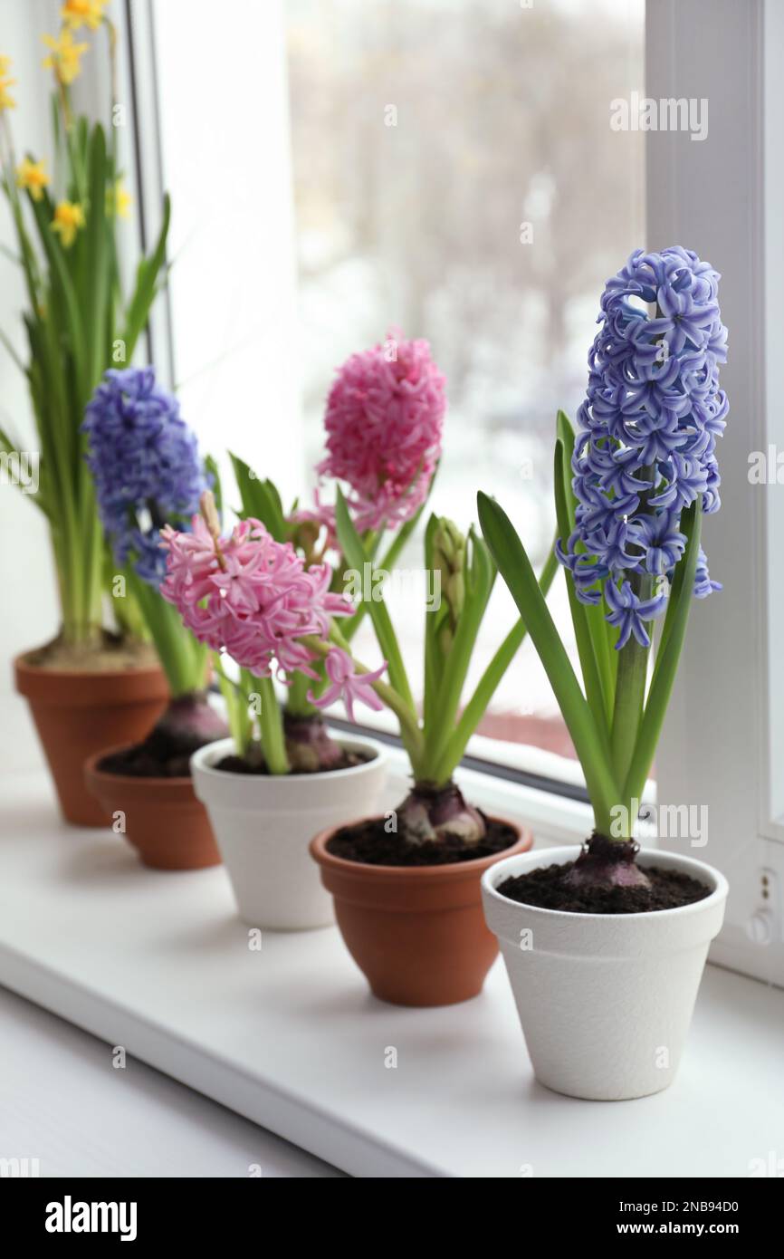 Beautiful flowers in pots on window sill indoors Stock Photo - Alamy