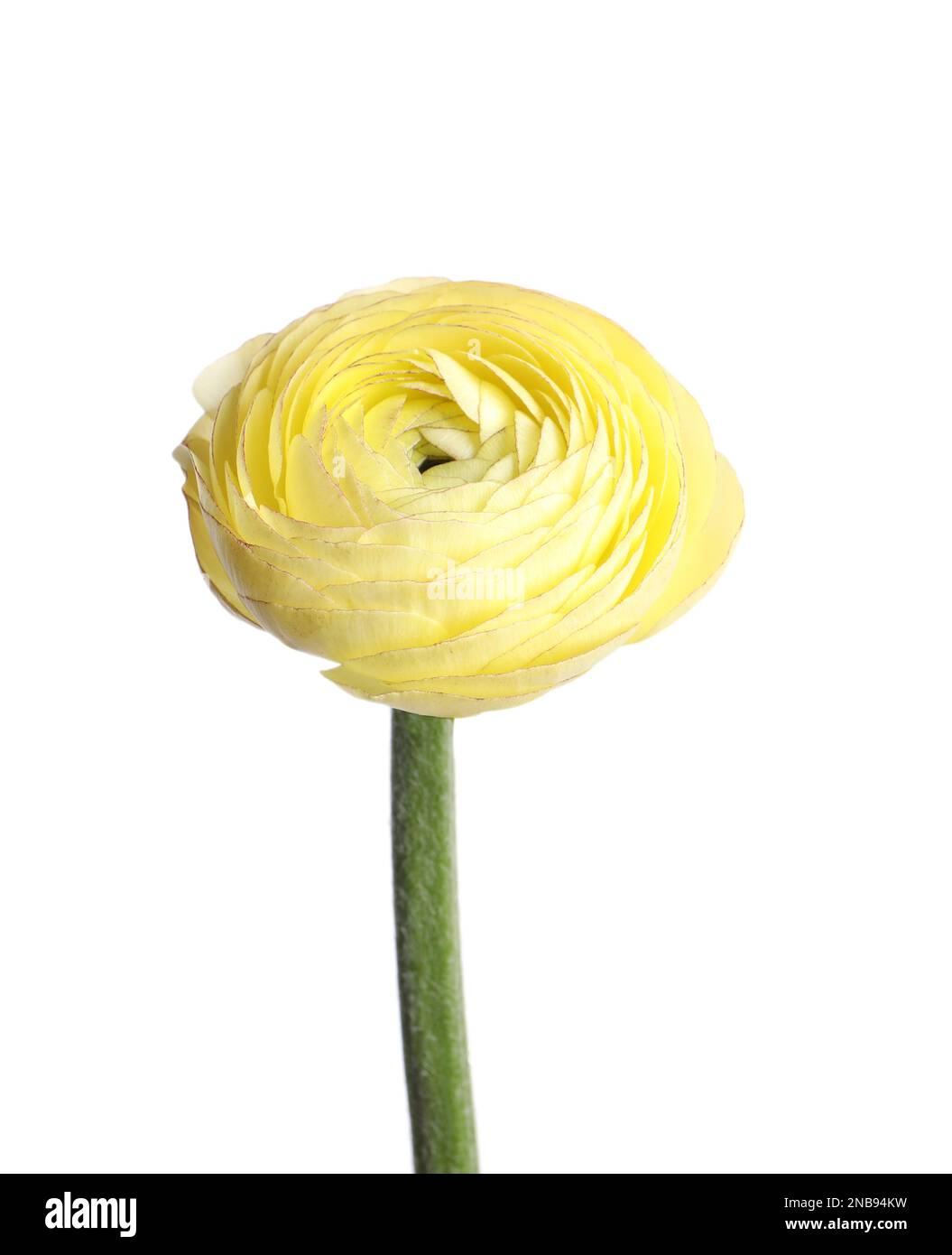 Beautiful fresh ranunculus flower isolated on white Stock Photo - Alamy