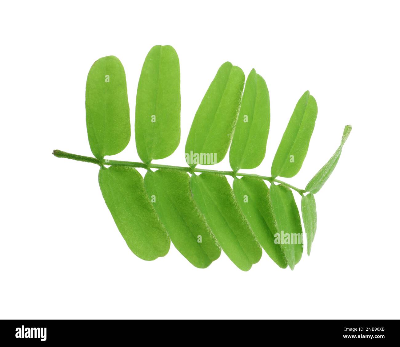 Beautiful tamarind leaves Cut Out Stock Images & Pictures - Alamy