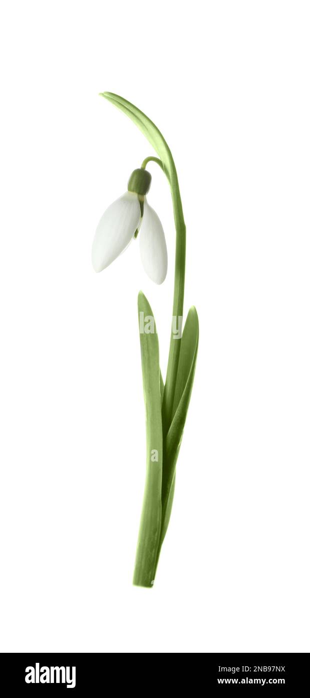 Beautiful tender snowdrop flower isolated on white. Symbol of first ...