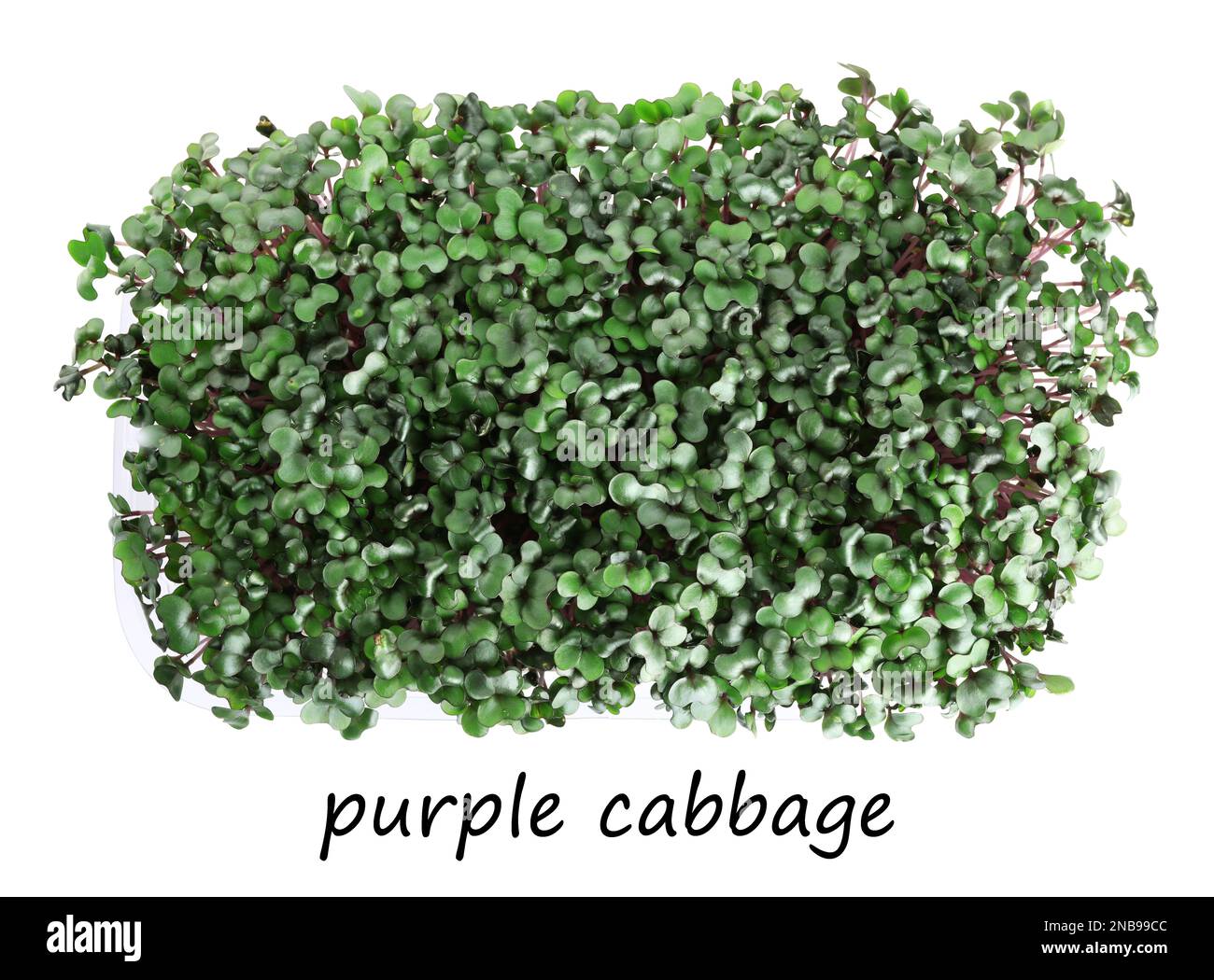 Microgreen organic food growing Cut Out Stock Images & Pictures - Alamy