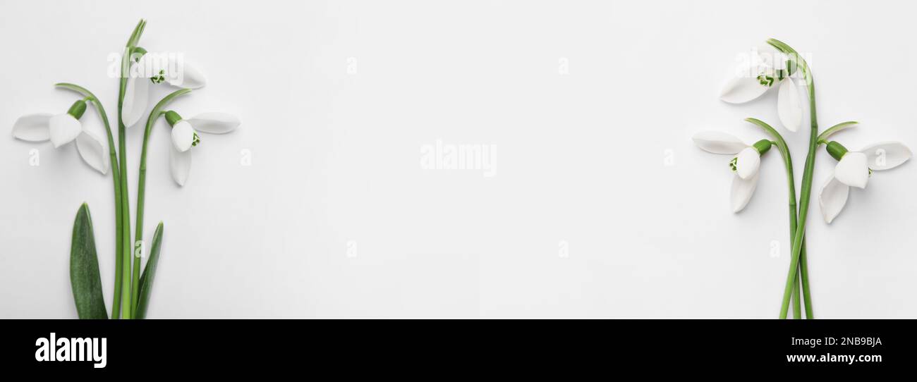 Beautiful snowdrops on white background, flat lay. Banner design Stock ...
