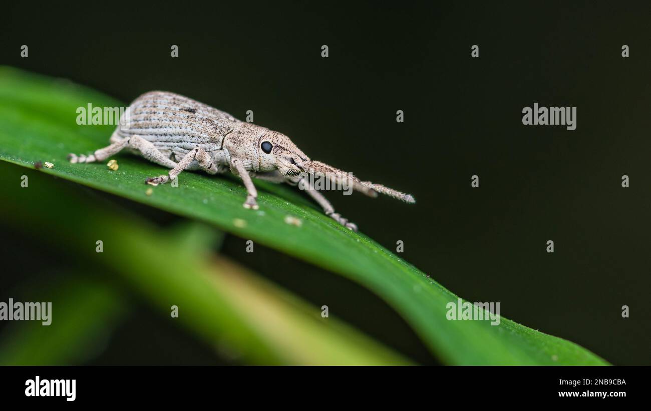 White beetle weevil resting on a green leaf and dew drop in morning ...