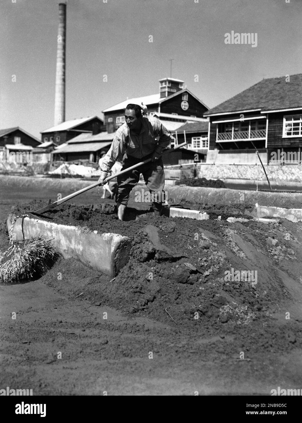 Workers with the rake at salt farms located at Sakido City, Shikoku in ...