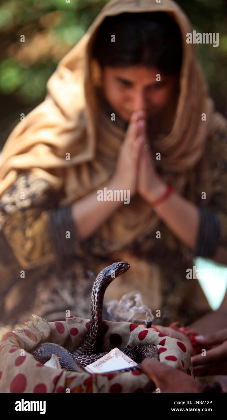 A Hindu devotee offers prayers to a snake as part of a ritual on Naag ...