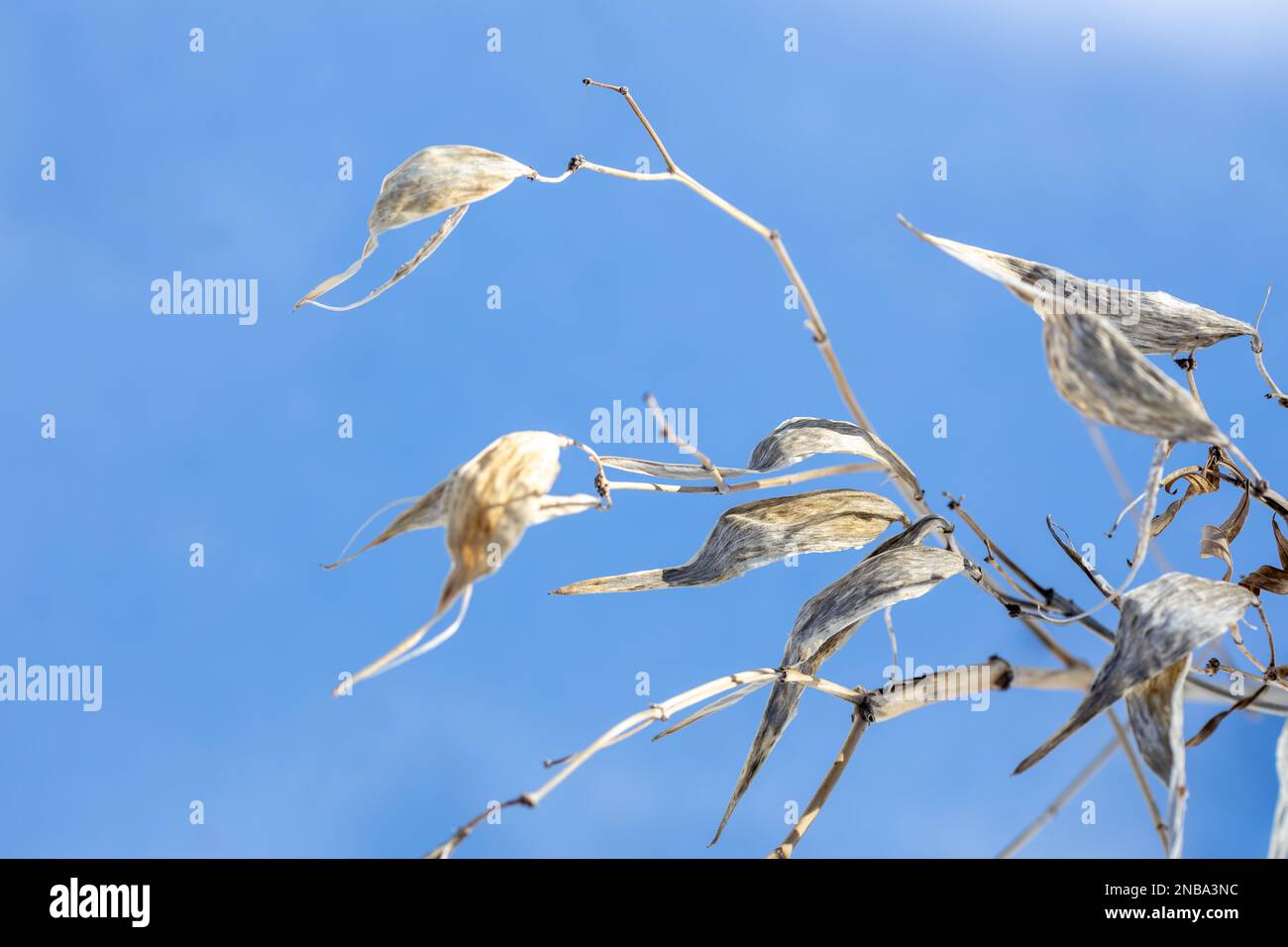 Full frame abstract texture background view of withered and dried ...