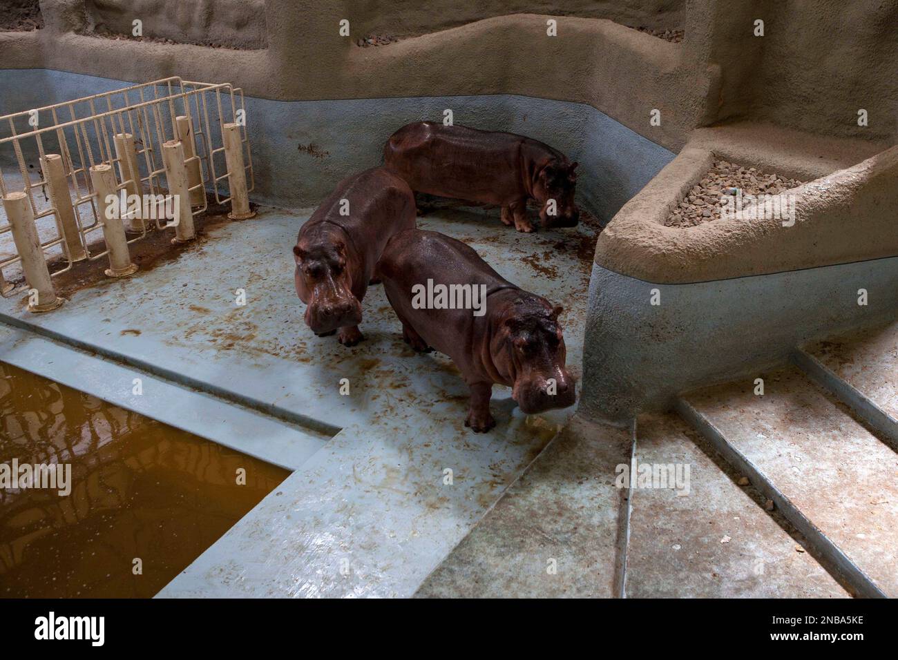 Hippopotamuses are seen in their enclosure at the zoo in Tripoli, Libya ...