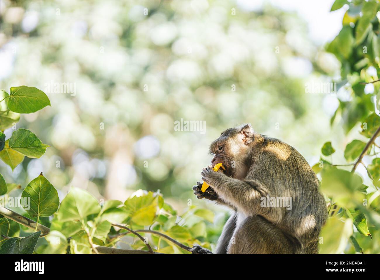 Monkey eat food on tree in Thailand Stock Photo - Alamy