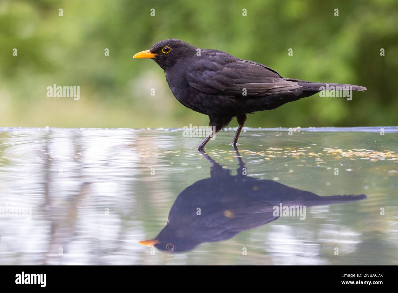 Blackbird [Turdus merula ] Male bird standing in reflection pool Stock ...