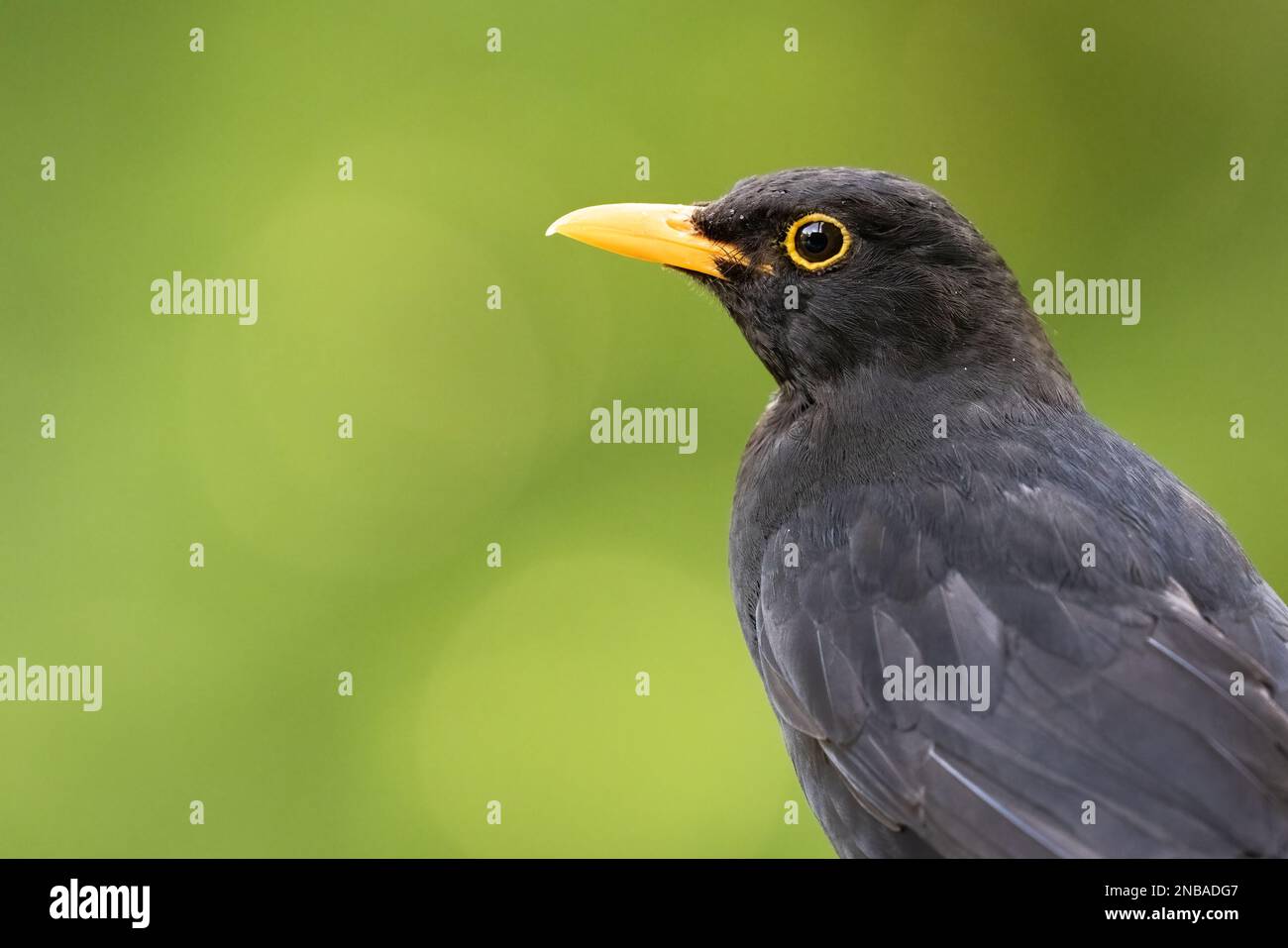 Blackbird [Turdus merula ] Male bird against clean green background ...