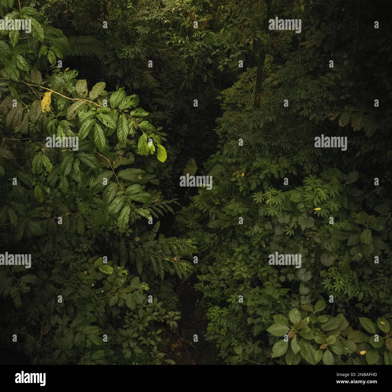 Hojas hojas vegetacion hi-res stock photography and images - Alamy