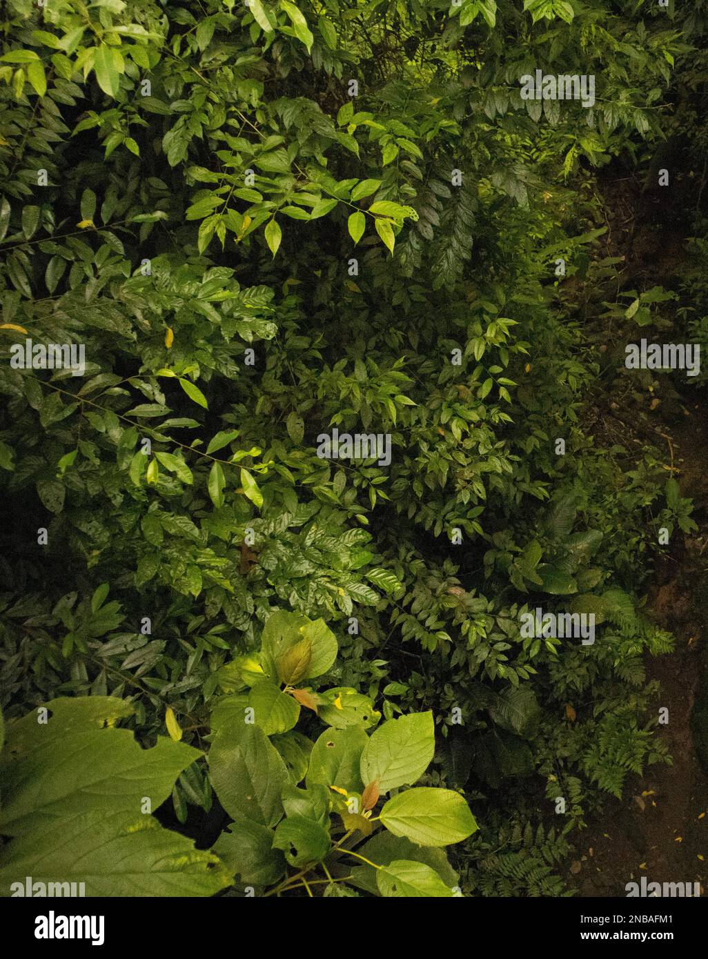 Hojas hojas vegetacion hi-res stock photography and images - Alamy