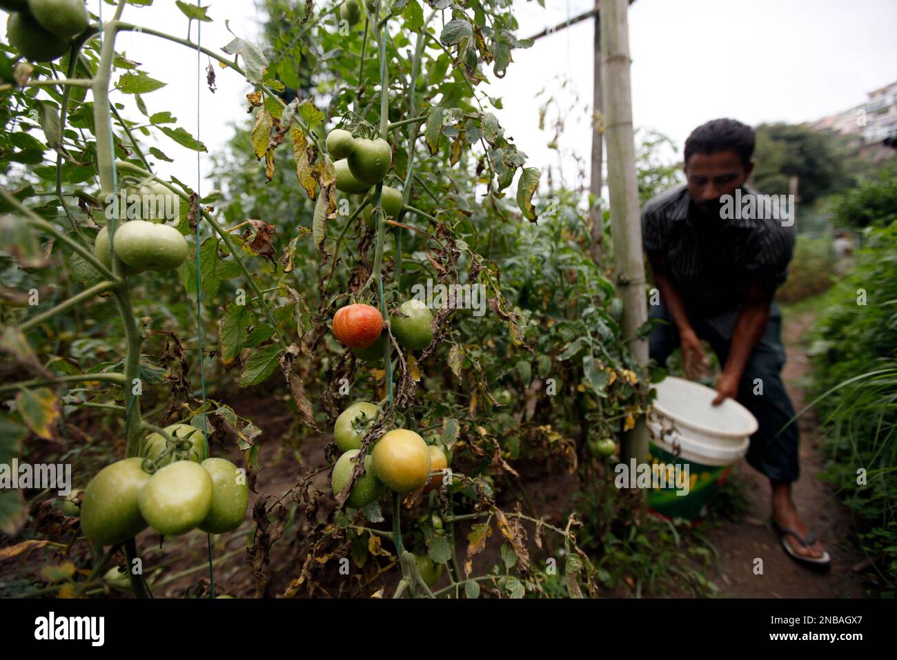 In this July 31, 2011 photograph, tomatoes are are plucked by a farmer ...