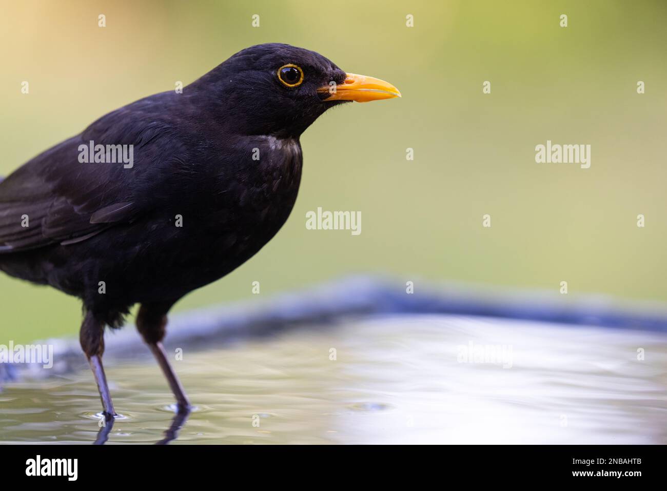 Blackbird [Turdus merula ] Male bird standing in reflection pool Stock ...