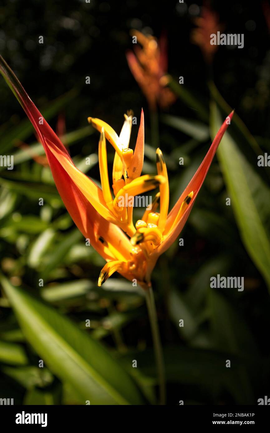 Heliconia psittacorum plant with several common names, native to ...